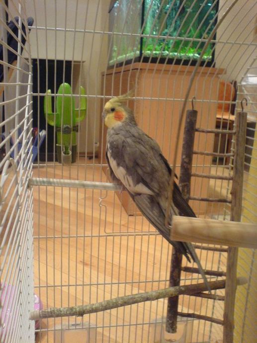 Papiga Nimfa i krletka