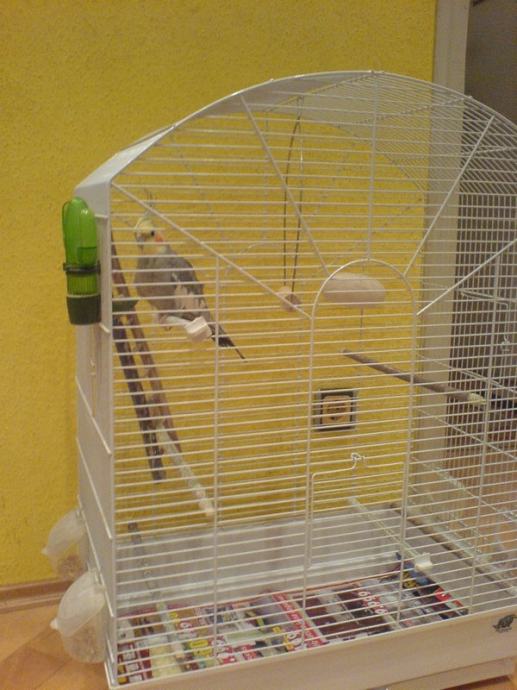 Papiga Nimfa i krletka