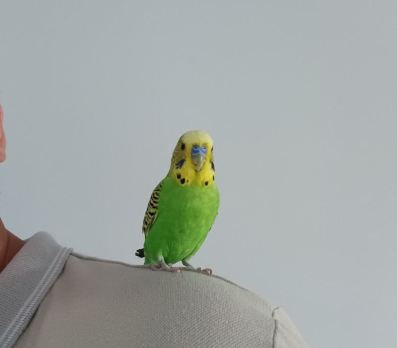 papiga tigrica sa kavezom
