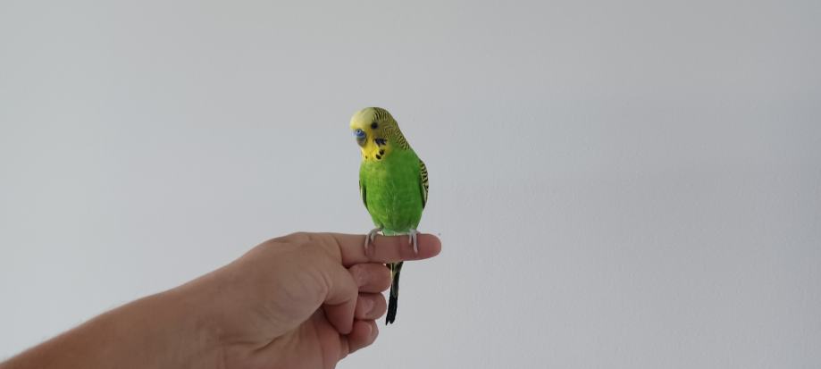 papiga tigrica sa kavezom