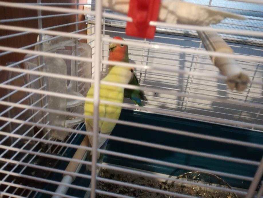 Papige agapornis sa krletkom