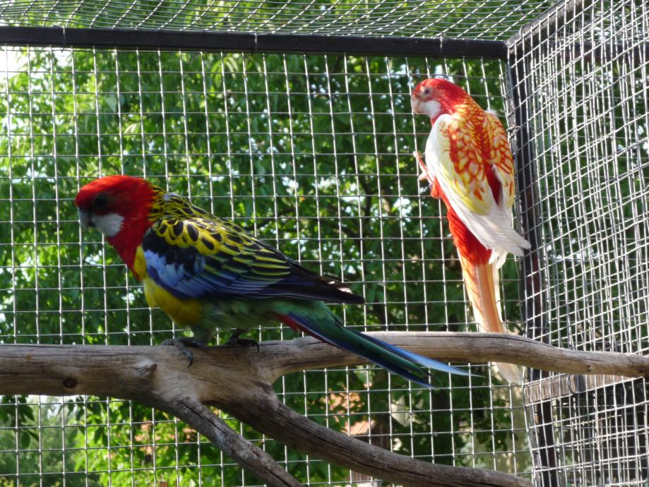 Papige crvene rozele