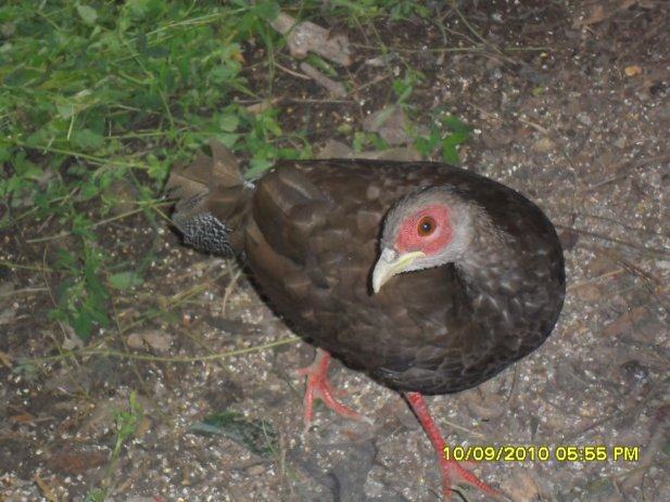 papige nimfe;tigrice,grlice.zlatni i srebrni fazani,zebice