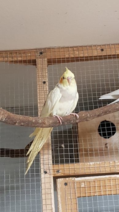 Papige nimfe i tigrice.