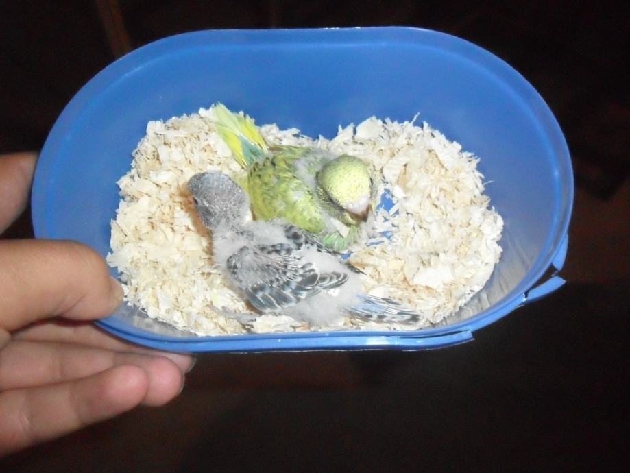 papige nimfe i tigrice