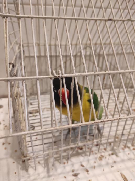 PAPIGE ALEKSANDRE i PERSONATE, s KAVEZOM