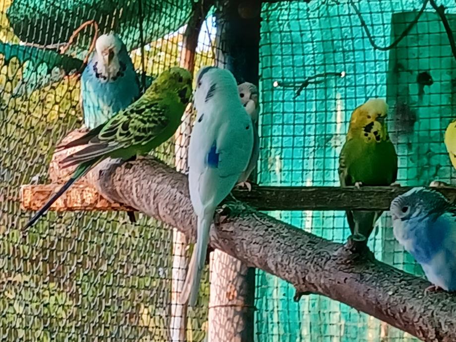 PAPIGE TIGRICE I DRUGE VRSTE