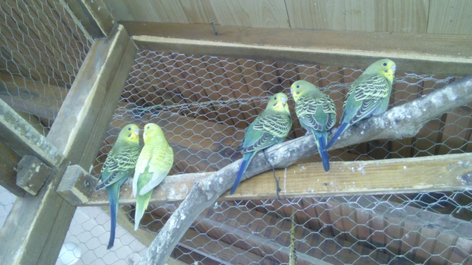 Papige tigrice, nimfe