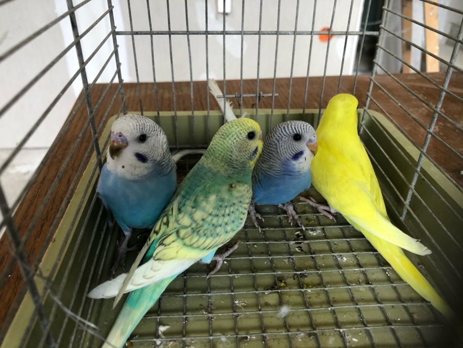 Papige tigrice mlade