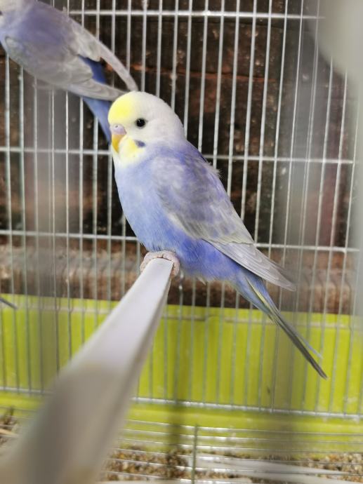 Papige Tigrice, polustandard i Rainbow