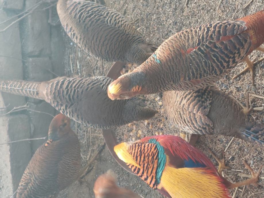 Patke Mandarinke i zlatni fazani