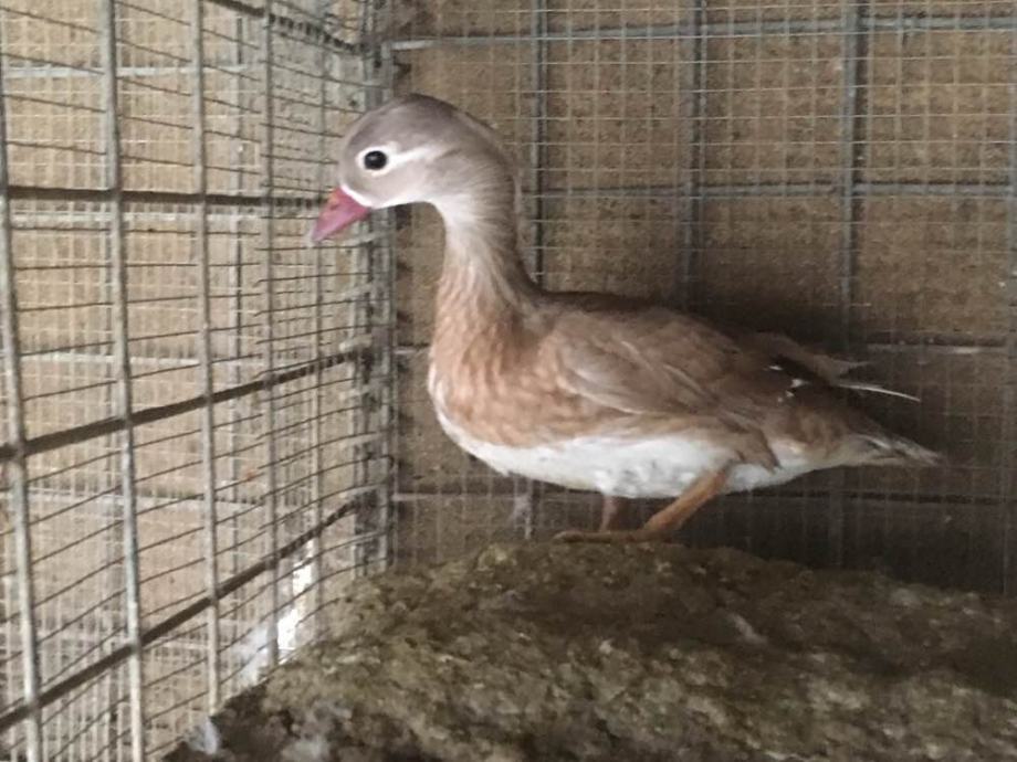 Patke mandarinke žute