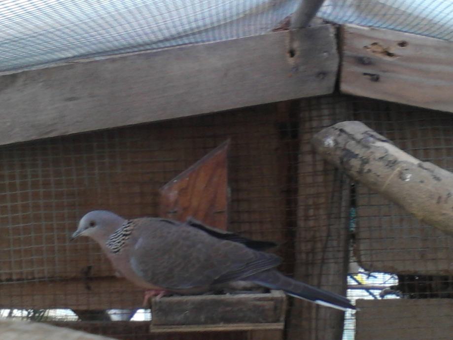 perlasta grlica muški