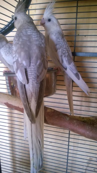 Pitome nimfe iz kućnog uzgoja