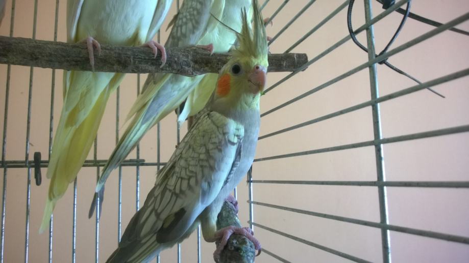 Pitome nimfe iz kućnog uzgoja