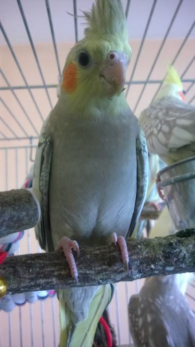 Mlade nimfe iz kućnog uzgoja