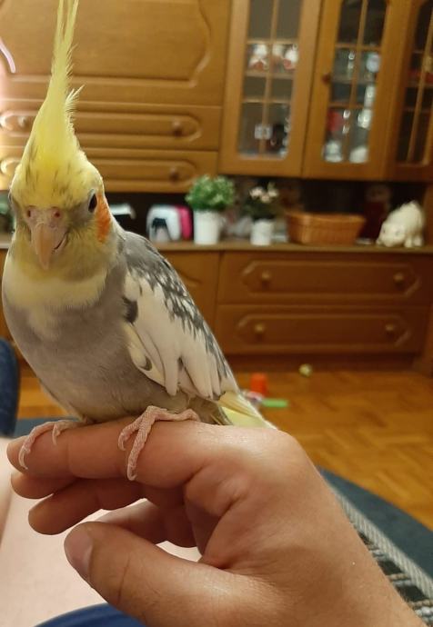 Pitome papige nimfe