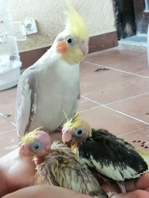 Pitome papige nimfe