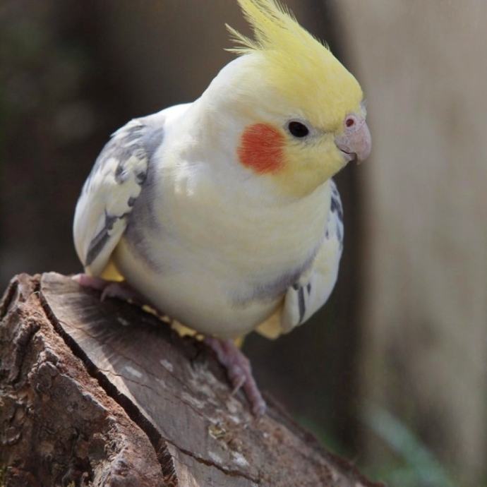 Pitome papige nimfe