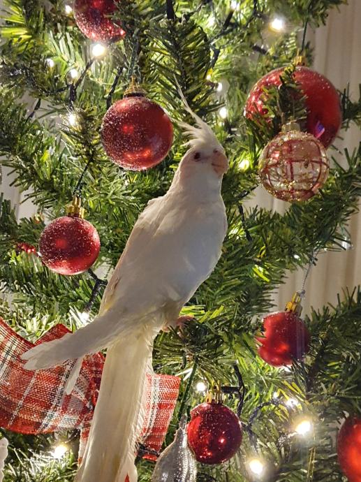 Pitome papigice nimfe