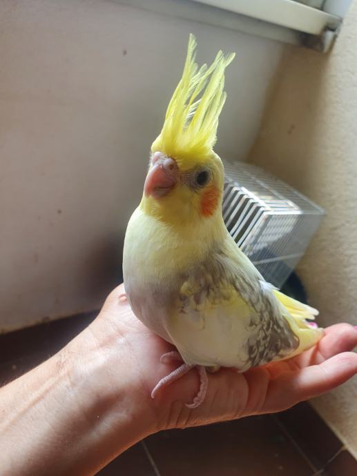 Pitome papigice nimfe