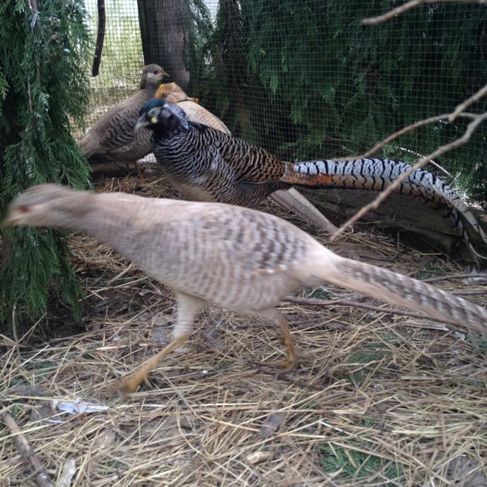 plavi paunovi, platinasti i dijamantni fazani