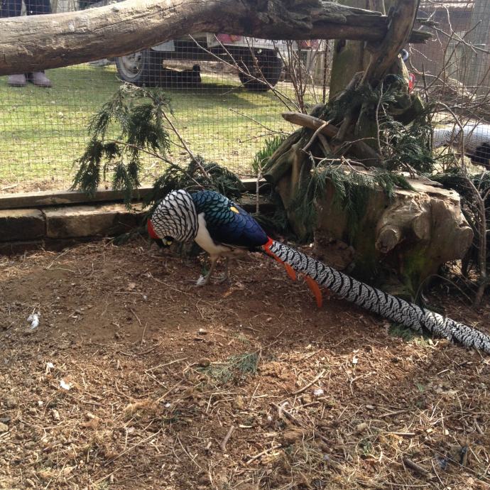 plavi paunovi, platinasti i dijamantni fazani