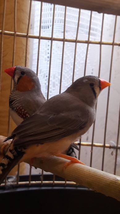 POKLANJAM australske zebice, 2 komada + krletku