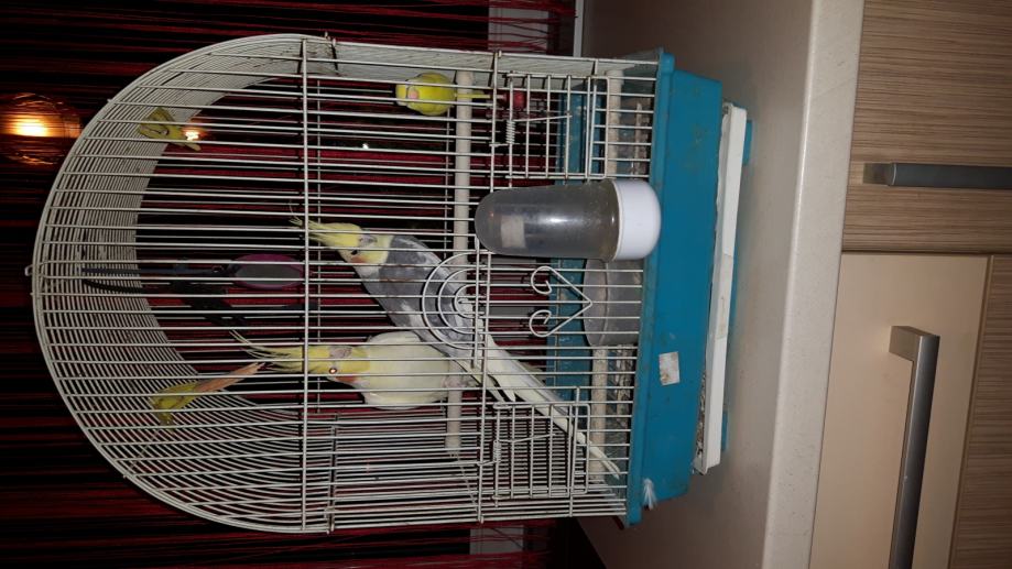 prodajem 2 papige NIMFE sa kreletkom