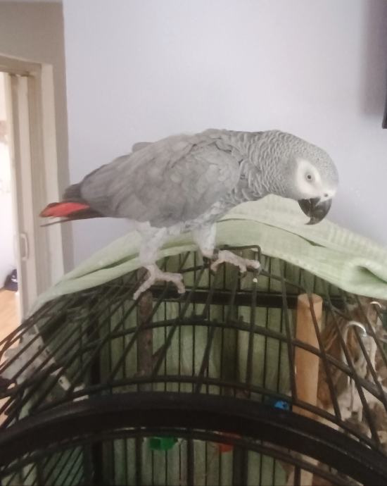 Prodajem afričkog sivog papagaja - Žako (sa VOLIJEROM)