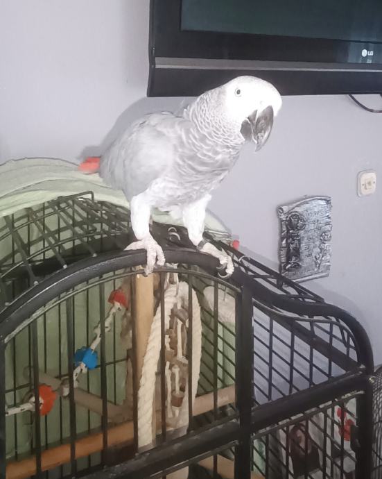 Prodajem afričkog sivog papagaja - Žako (sa VOLIJEROM)