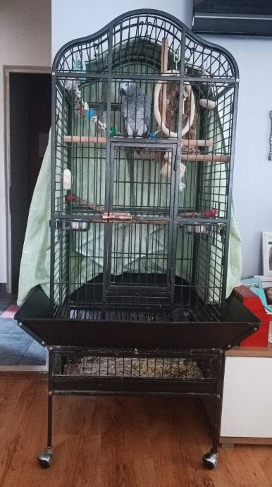 Prodajem afričkog sivog papagaja - Žako (sa VOLIJEROM)