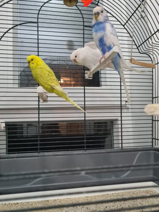 Prodajem kavez i papige za 120€