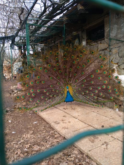 Prodajem kraljevskog pauna