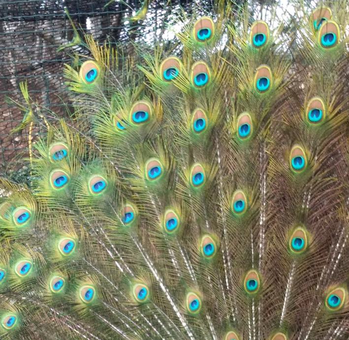 Prodajem kraljevskog pauna