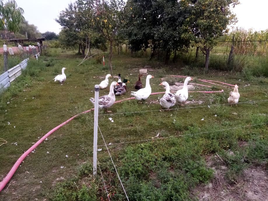 Prodajem mlade guske komada 4 i mlade patke kom 4 žive ili očišćene