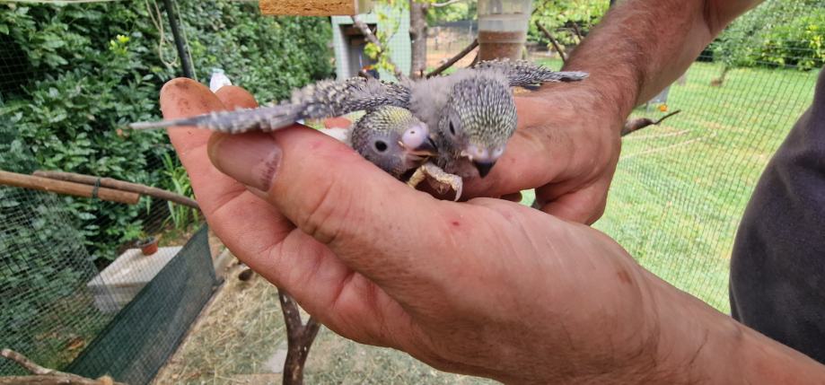 Prodajem mlade papige Tigrice