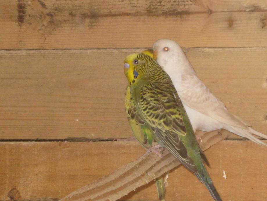 Prodajem Nimfe i tigrice