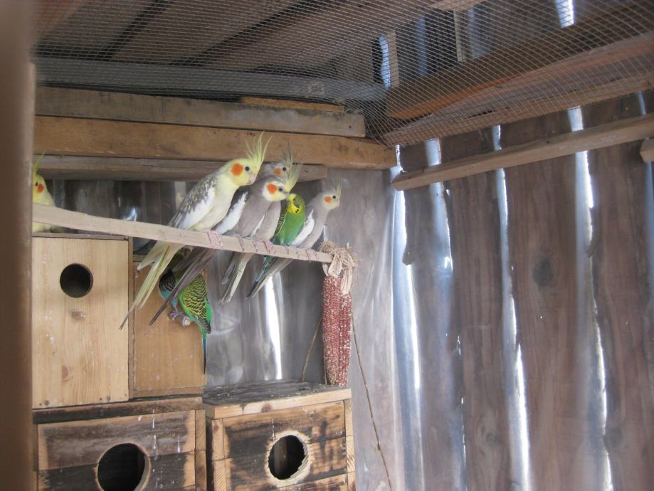 Prodajem Nimfe i tigrice