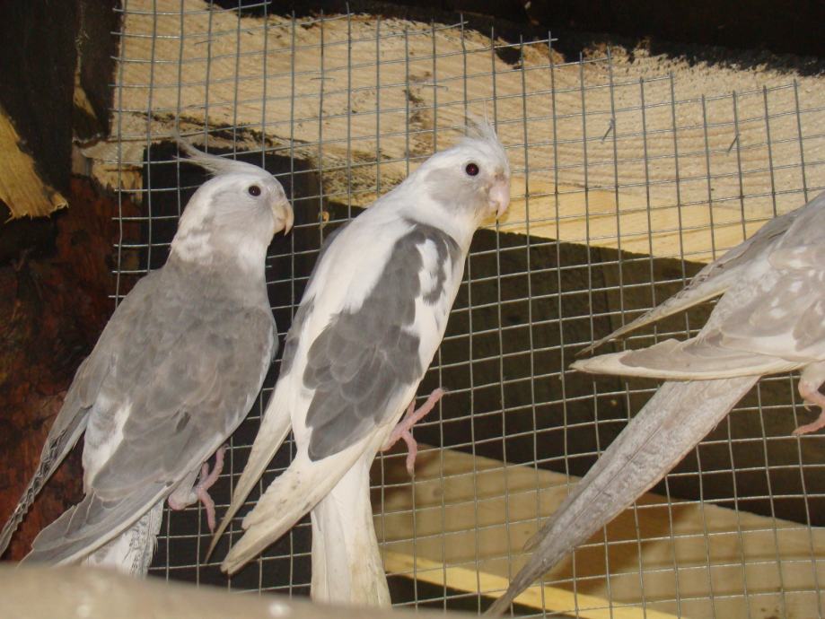 Prodajem nimfe i tigrice