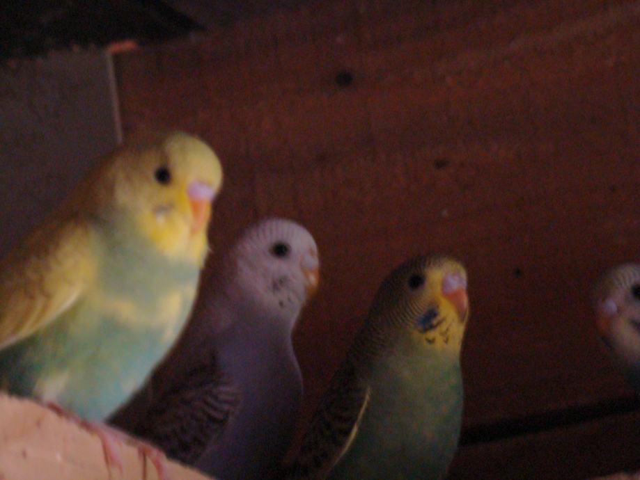 Prodajem nimfe i tigrice