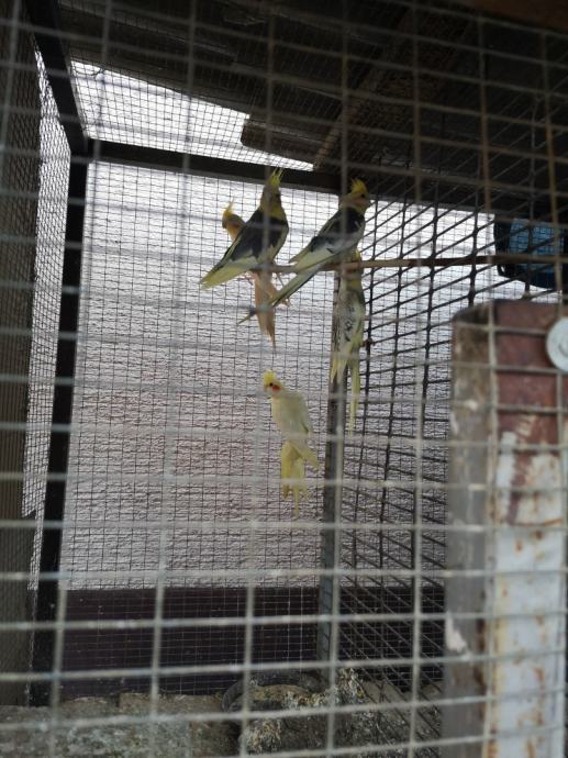 Prodajem papige nimfe