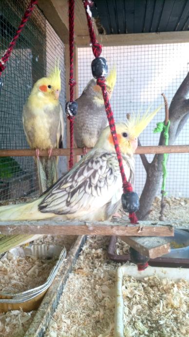 Prodajem papige nimfe