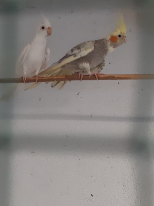 Prodajem papige tigrice i nimfe