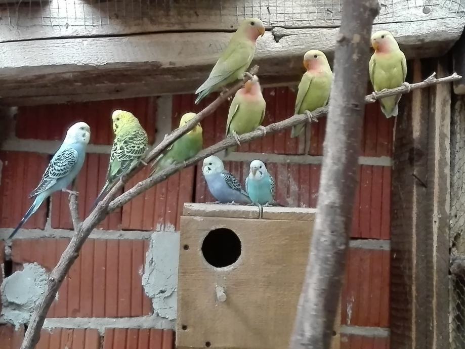 Prodajem papige tigrice, rozenkolise, pjevajuće, aleksandre i kozice