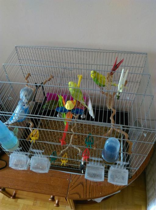 Prodajem papigice i krletku