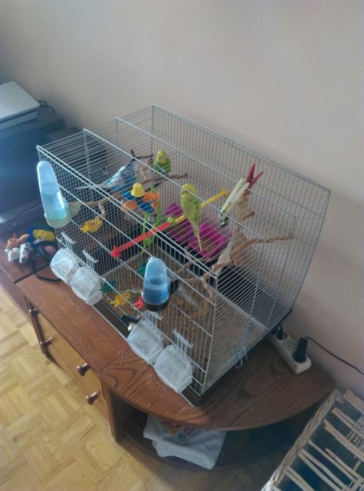 Prodajem papigice i krletku