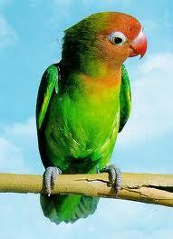 Prodajem papigu (agraponis) Fisher sa opremom HITNO