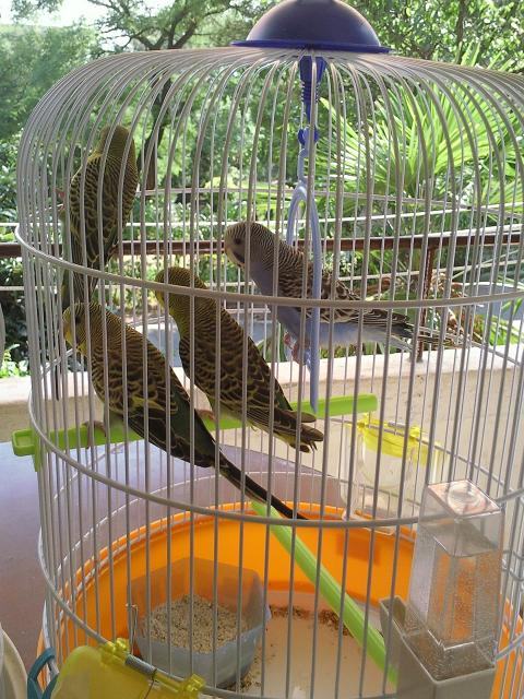 HITNO PRODAJEM PAPIGU TIGRICU