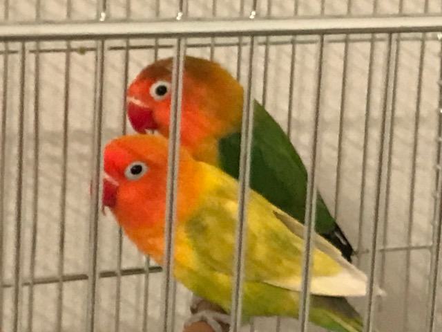Prodajem par Fisherovih papigica